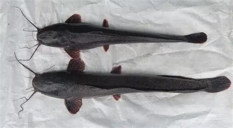 5 Jenis Ikan Lele Yang Cepat Panen Dan Mudah Perawatannya