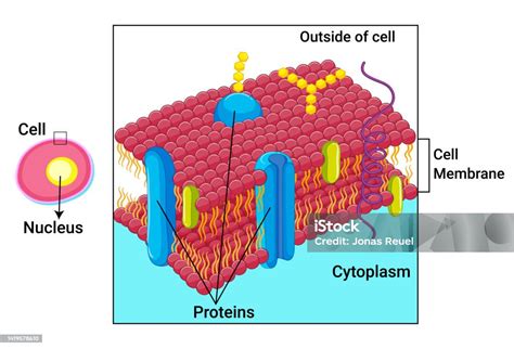 Membrane Cellulaire Humaine Ou Vecteur De Structure De La Membrane Plasmique Vecteurs Libres De