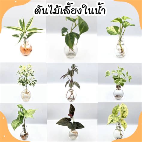ซื้อ 9 กิ่ง ลด 20 ต้นไม้ปลูกน้ำ ต้นไม้เลี้ยงในน้ำ พลูด่าง พลูใบเงิน พลูบราซิล พลูฉลุ เงินไหล