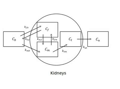 scheme of the compartmental model used in this paper download