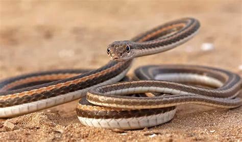 Squamata Snakes And Lizards Facts Distribution And Population Biodb