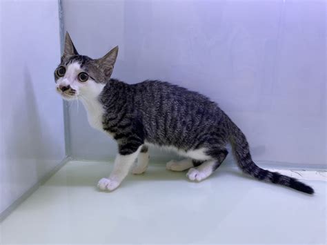 코리안숏헤어 하트 토이브리티쉬숏헤어입양 토이스코티쉬폴드입양 토이러시안블루입양 토이강아지입양 토이고양이입양 오드아이먼치킨무료분양 오드아이랙돌무료분양 오드아이브리티쉬숏헤어무료