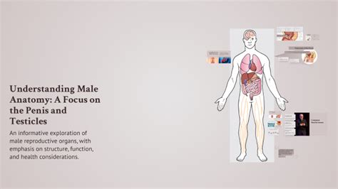 Understanding Male Anatomy A Focus On The Penis And Testicles By John