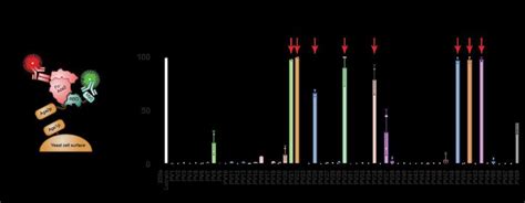 screening of the sars cov 2 potential variants pvs for binding to