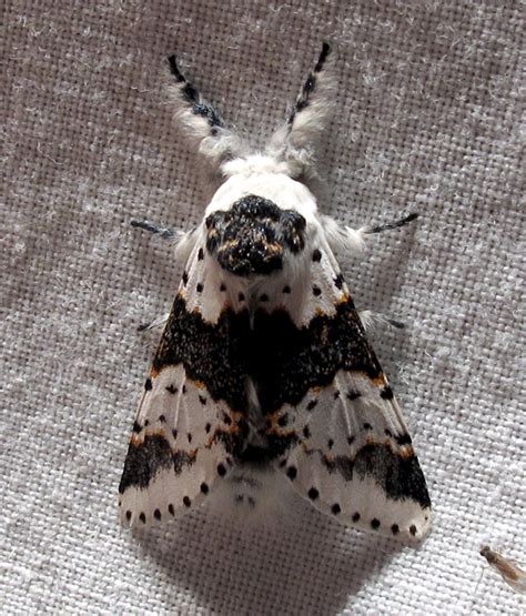 37 Common Black And White Moths Pictures And Identification