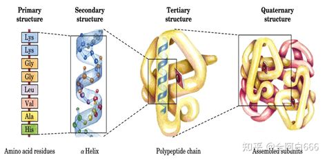 蛋白质的四级结构 知乎