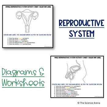 Female Anatomy Diagram Unlabeled