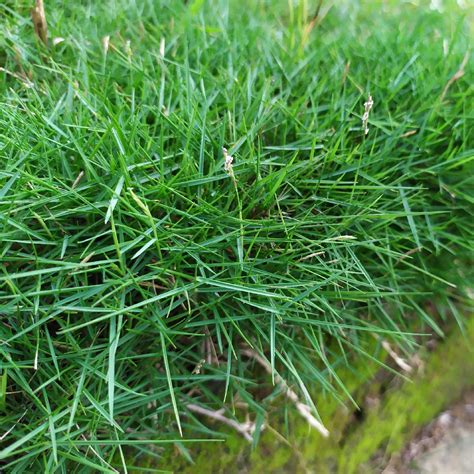 Common Grasses In South Africa At Maria Joiner Blog