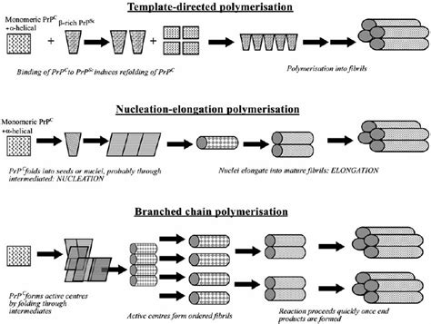 Prion Protein Aggregation Kinetic Models Schematic Illustrating The Download Scientific