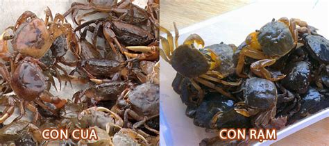Con Rạm Là Con Gì So Sánh Con Rạm Và Cua đồng