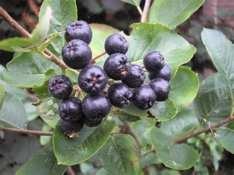 Bacche Di Aronia Proprietà Utilizzi E Controindicazioni