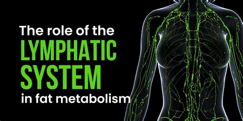 010 The Role Of The Lymphatic System In Fat Metabolism