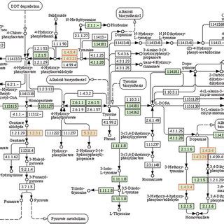 The Tyrosine Metabolism Pathway Where The Differentially Expressed