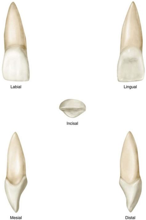 6 The Permanent Maxillary Incisors Pocket Dentistry