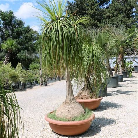 Beaucarnea Recurvata