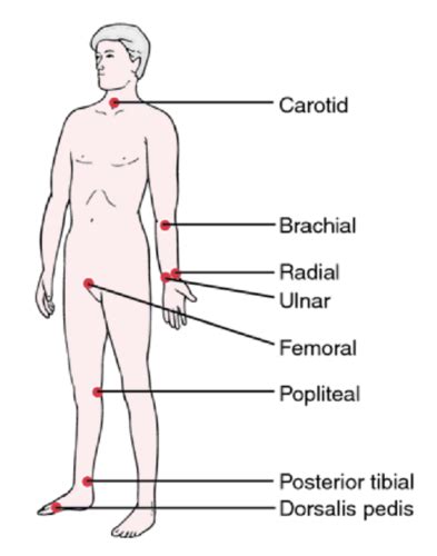 Physio B Lab Wk 12 Flashcards Quizlet