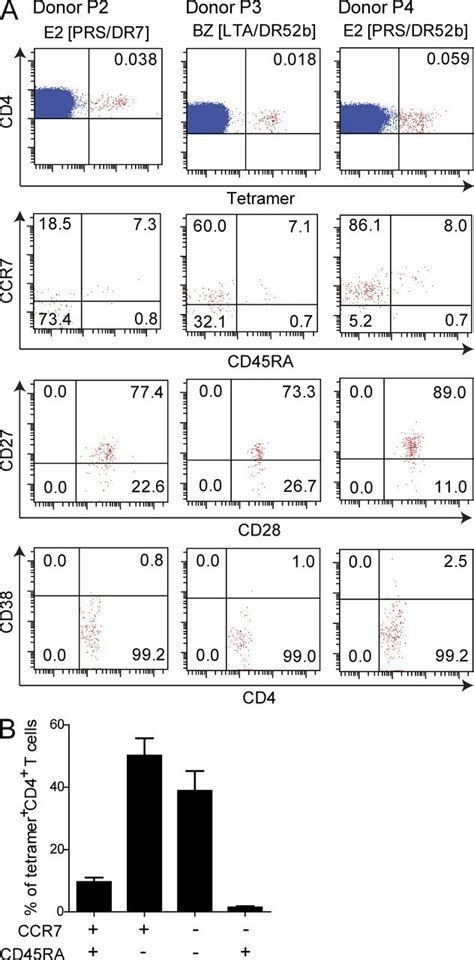 Expansion Of Ebv Mhc Ii Tetramer Specific Cd4 T Cells During Acute Download Scientific