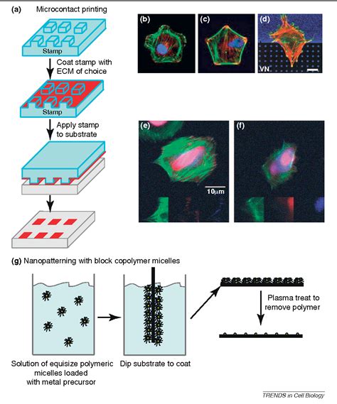 Figure 1 From Engineered Materials And The Cellular Microenvironment A