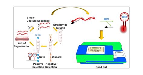 Selection Of A Structure Switching Aptamer For The Specific Methotrexate Detection Acs Sensors