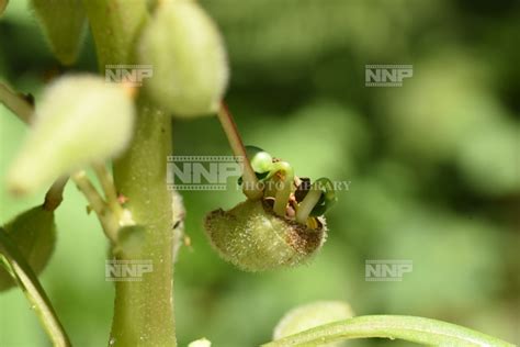 ホウセンカ 実から発芽 写真素材ストックフォト NNP PHOTO LIBRARY