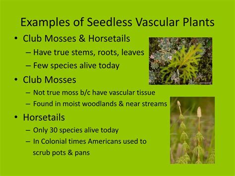 Vascular Plants Examples