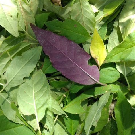 Nurite Remedios Caseros Hojas Remedios