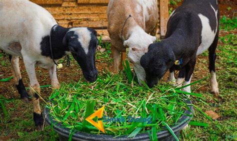 Inilah Panduan Cara Memulai Bisnis Ternak Kambing Untuk Anda
