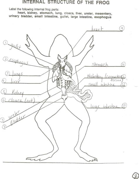 Frog Dissection Frog Scienstructable Template