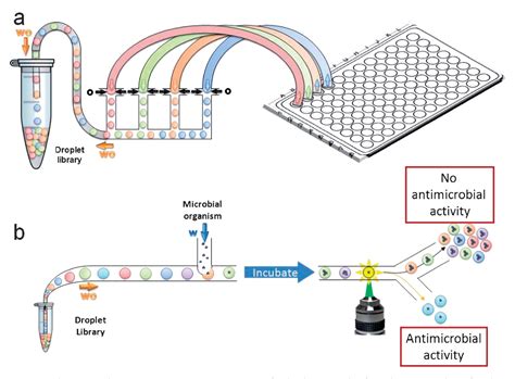 Droplet Based Microfluidic Screening Platform A Schem Vrogue Co