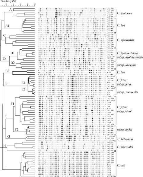 Dendrogram Of Aflp Fingerprints Of Campylobacter Species And