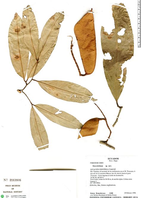 Macrolobium Herbário Rapid Reference The Field Museum