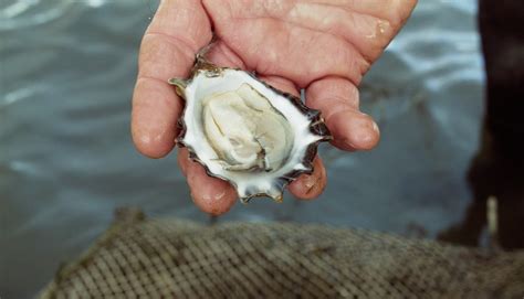 Ocean Oyster