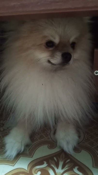 Фреди фазбер оу оу оу Youtube