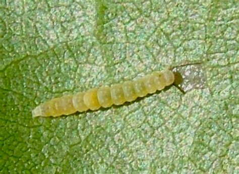 Oak Ribbed Skeletonizer Larva Bucculatrix Albertiella Bugguidenet