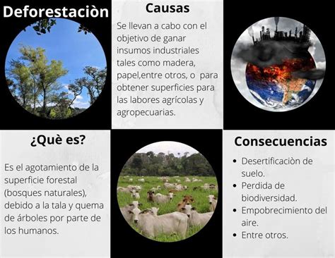 Causas Y Consecuencias De La Deforestaciòn Deforestacion Como