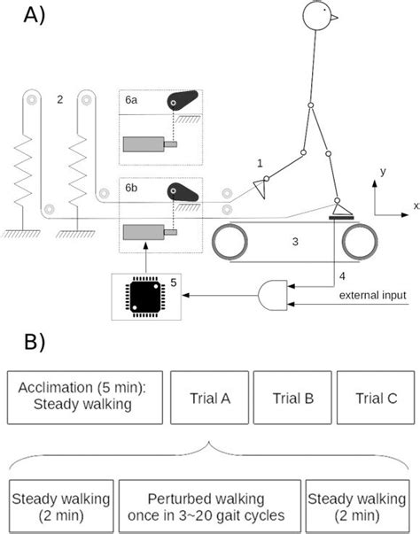 schematic representation of the experimental setup and protocol download scientific diagram