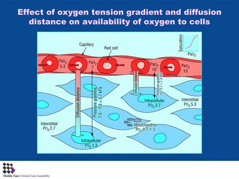 Ppt Oxygen Content Equation And Oxygen Transport Powerpoint Presentation Id 2325517