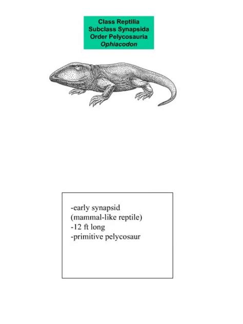 Ppt Class Reptilia Subclass Synapsida Order Pelycosauria Ophiacodon