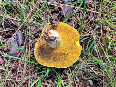 Macro Texture Of Yellow Mushroom Pores And Stem Stock Image Image Of