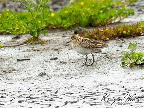Sharp Tailed Sandpiper Eye On Nature