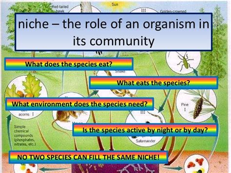 Chapter 5 Lesson 1 Interactions In An Ecosystem