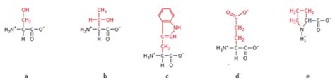 Biochem Quiz 1 Flashcards Quizlet