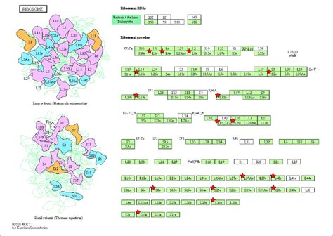 Ribosome Pathway With Sperm Transcripts Upregulated In Low Fertile Download Scientific