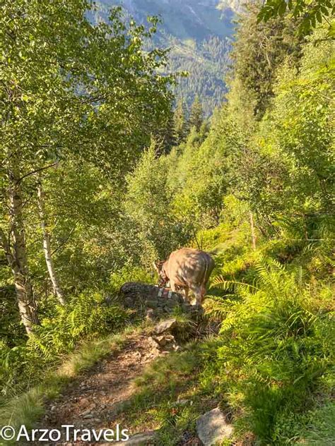 Hiking To Trift Bridge In Switzerland Arzo Travels