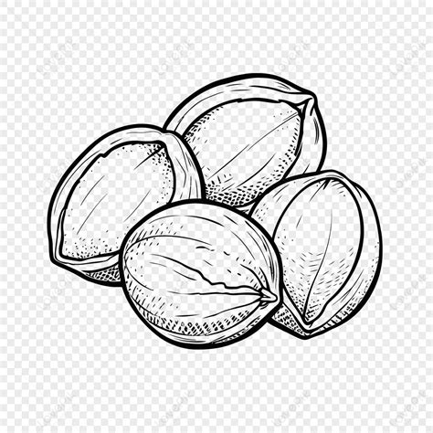 Nut Nuts Black And White Hand Drawn Outline Sketch Drawing Vector Thick Lines Sketch White