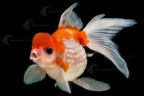 31 Best Orange Aquarium Fish Images On Pinterest Fish Aquariums Fish