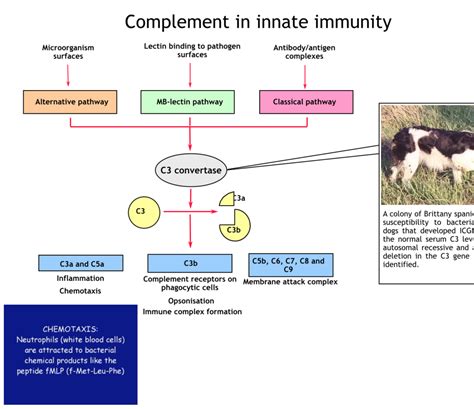 Immunology Complement Diagram Quizlet