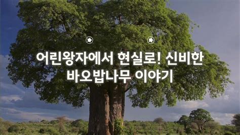 어린왕자 바오밥나무 수명 열매 씨앗 키우기 물주기 아프리카식물 Youtube