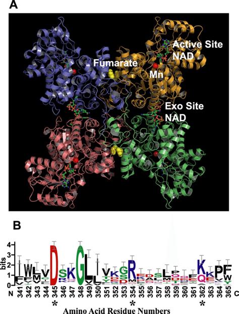 Crystal Structure And Sequence Logos Of The Human Mitochondrial Malic