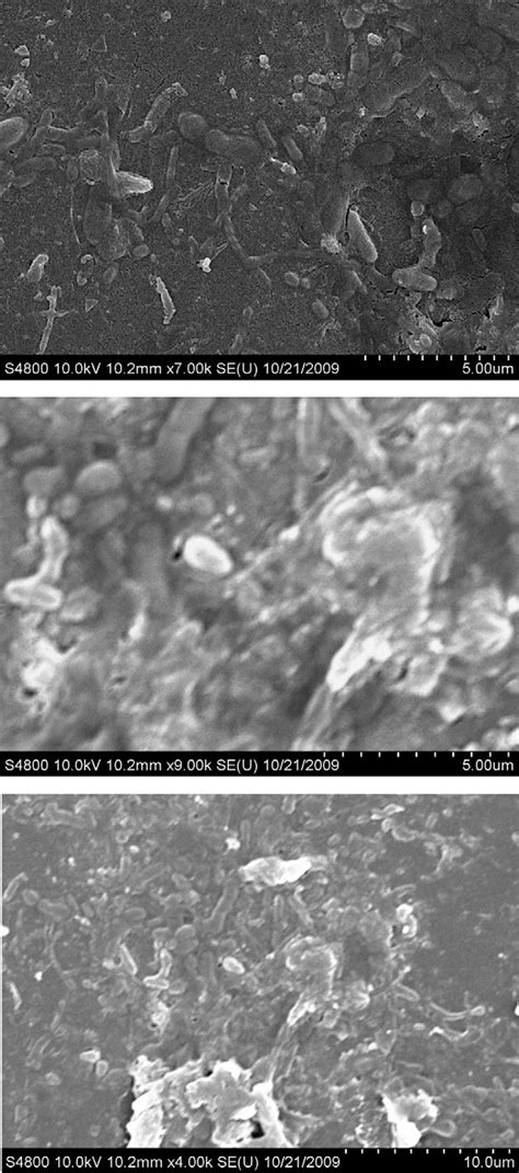 Organic Fouling Cake Layer Present On Modified Membrane Download